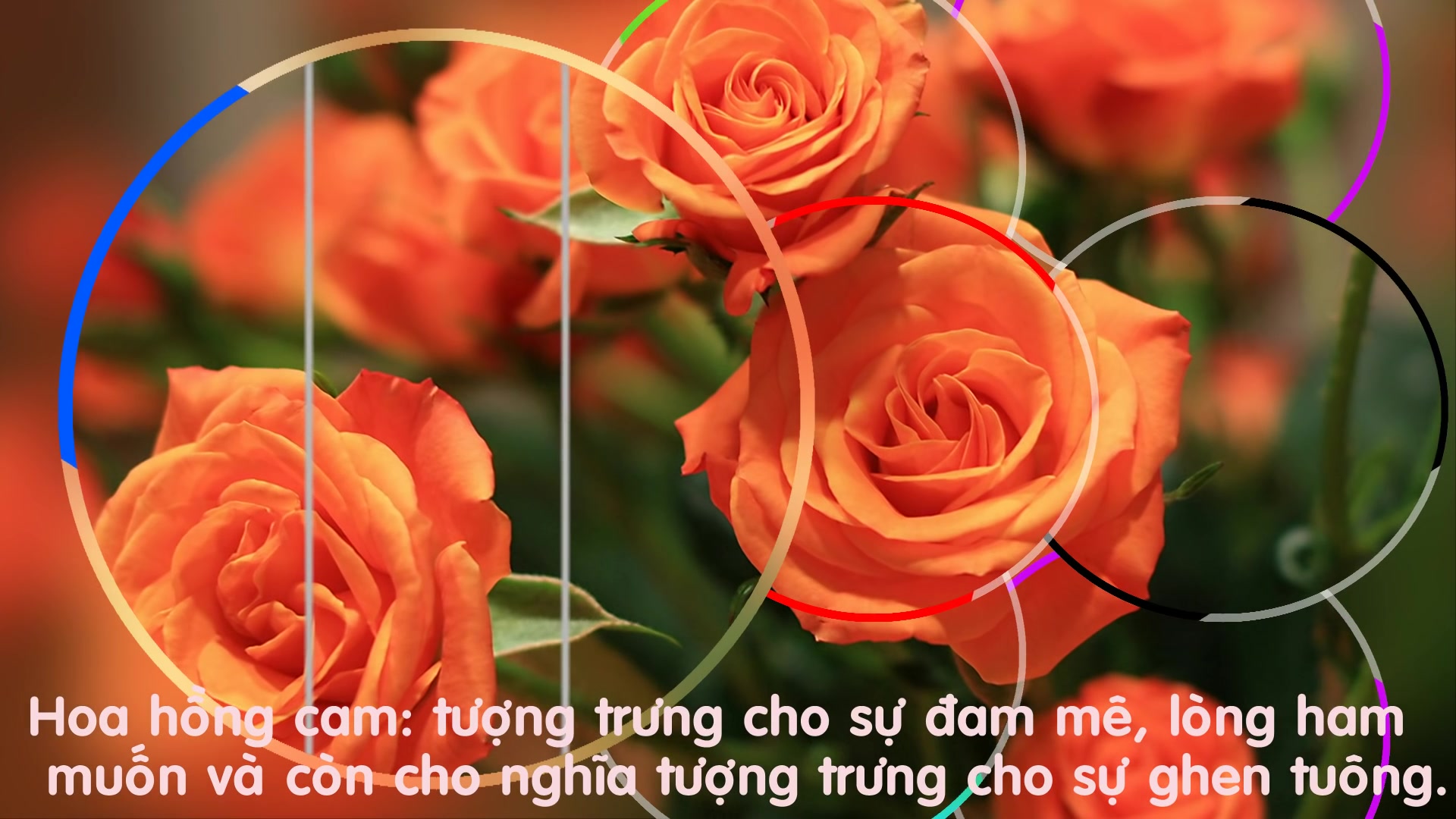 Ý nghĩa về màu sắc của hoa hồng 🌹🌷 Heocon-Bexu 🌷🌹 - COS.TV