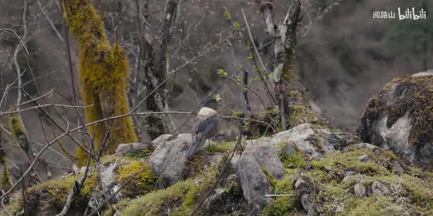 0422视频8 - COS.TV