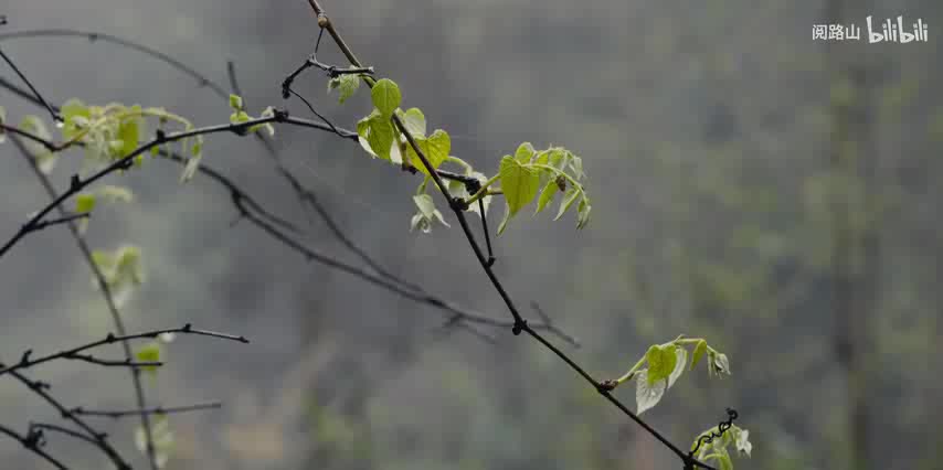 0422视频3 - COS.TV