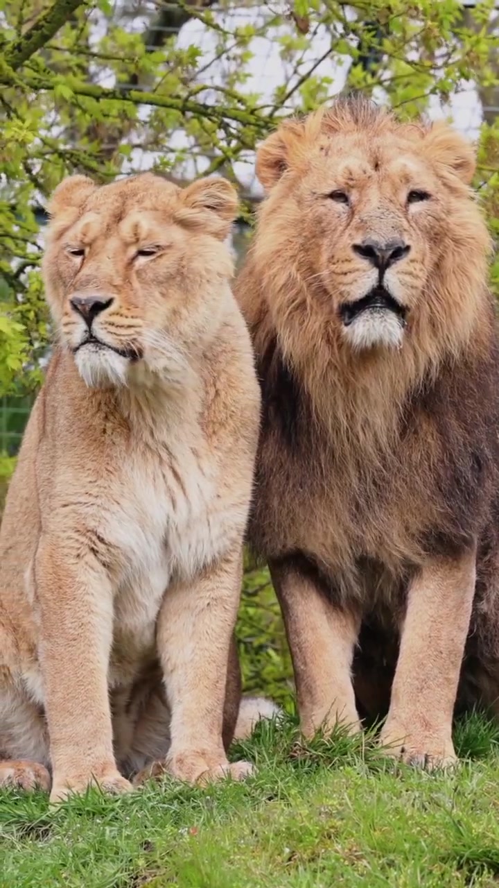 Lion Love ( african _ animal ) - COS.TV