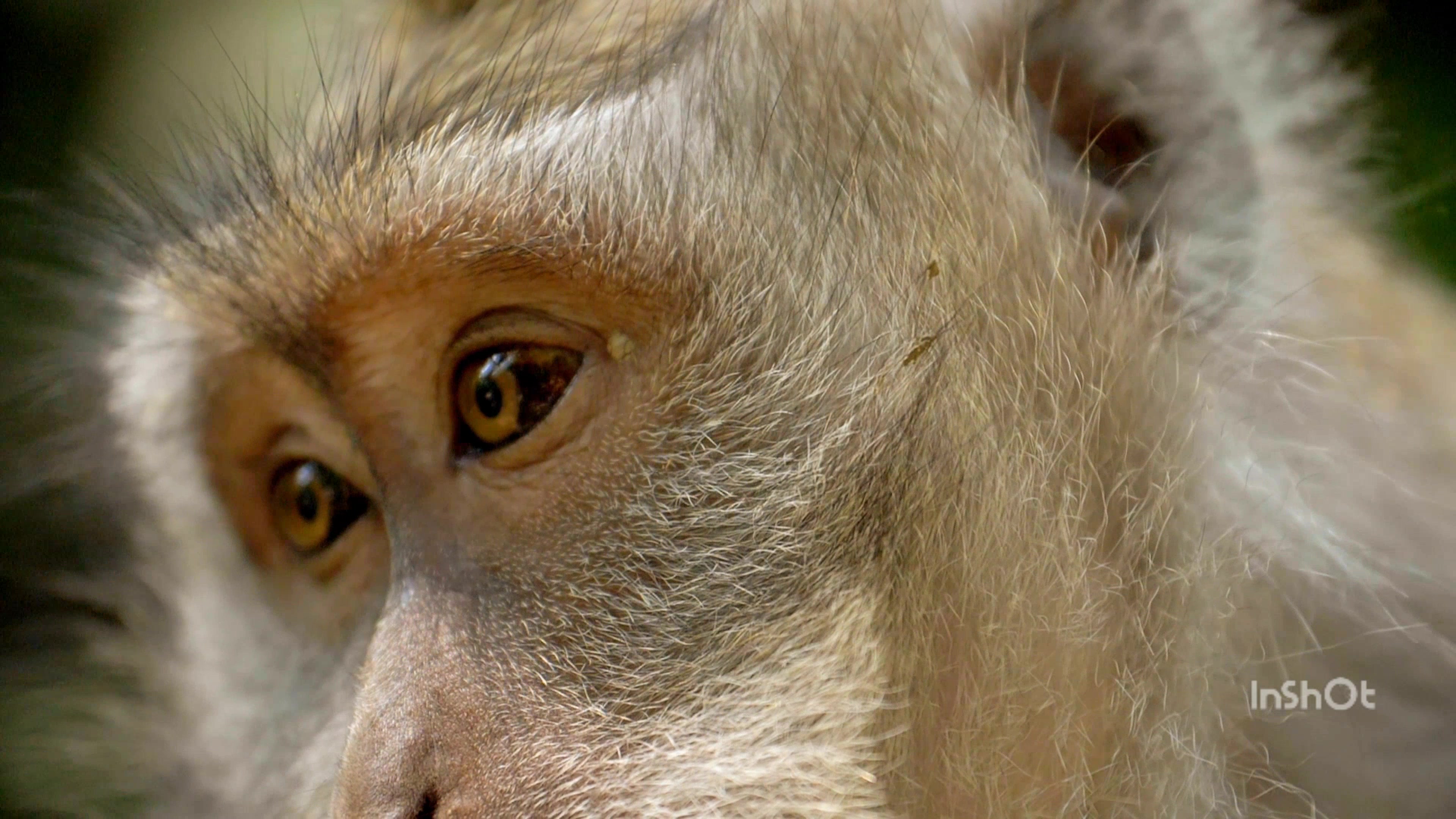God`s creation - macaques.mp4 - COS.TV