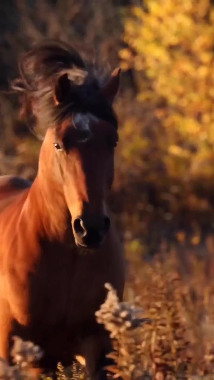 Runners Delight - COS.TV