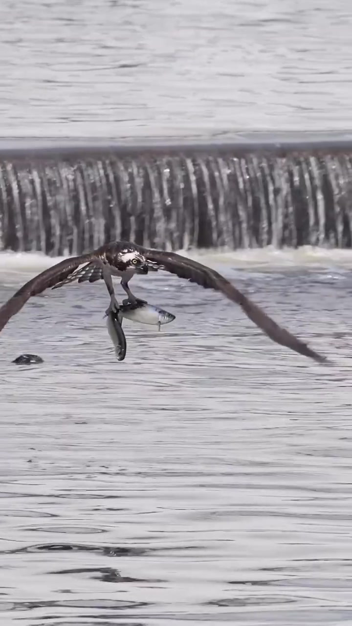 Bird acrobats of the air - COS.TV