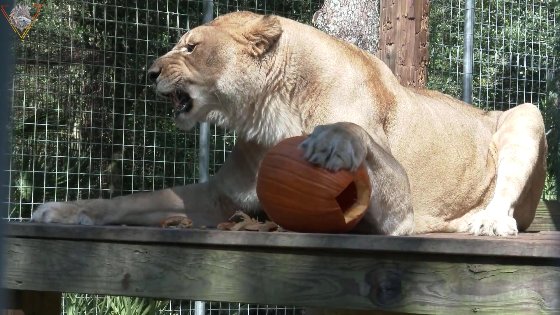 Angry Tiger VS Angry Lion 📺 - COS.TV