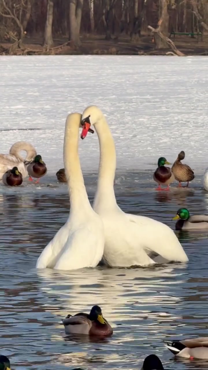 Swan fidelity. - COS.TV
