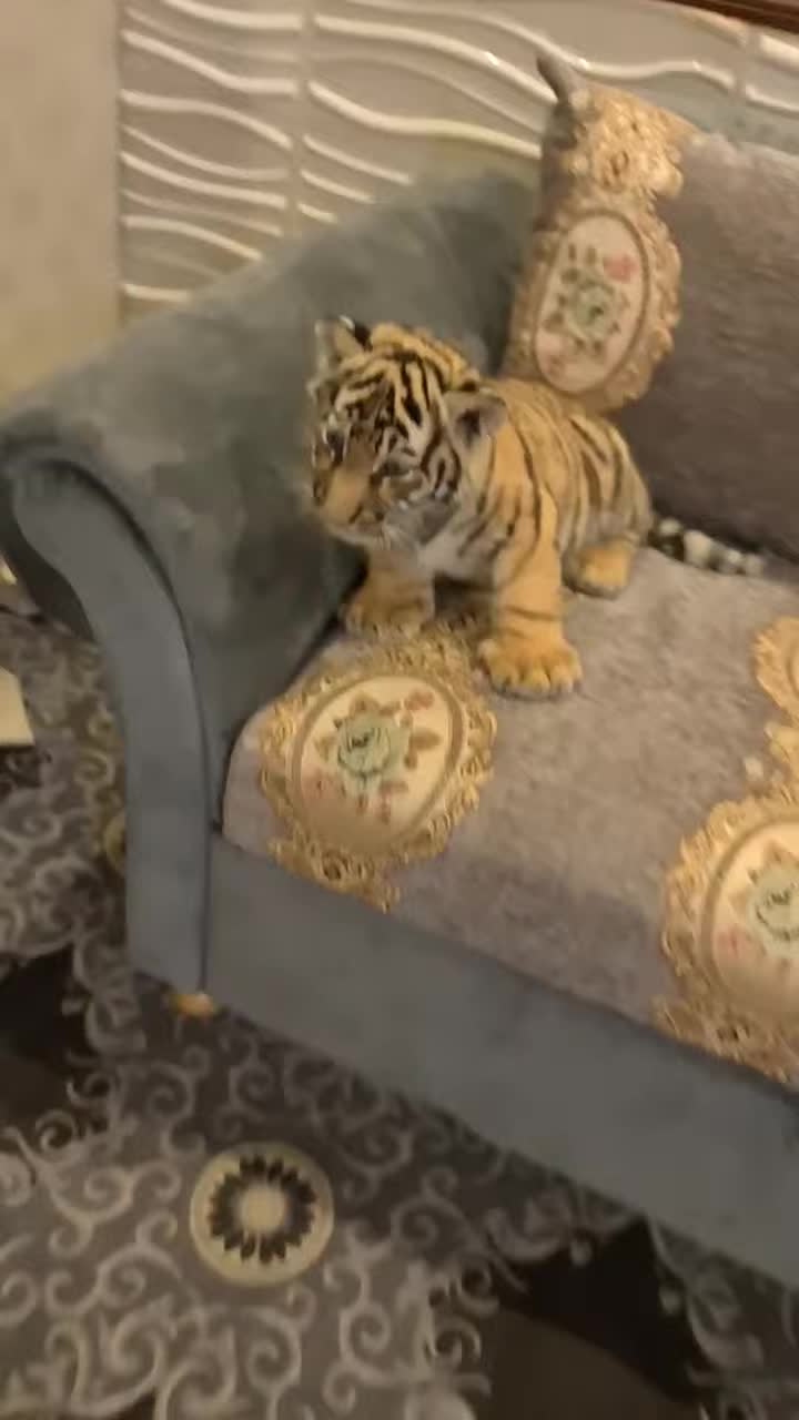 Cute Little Tiger Cub - COS.TV