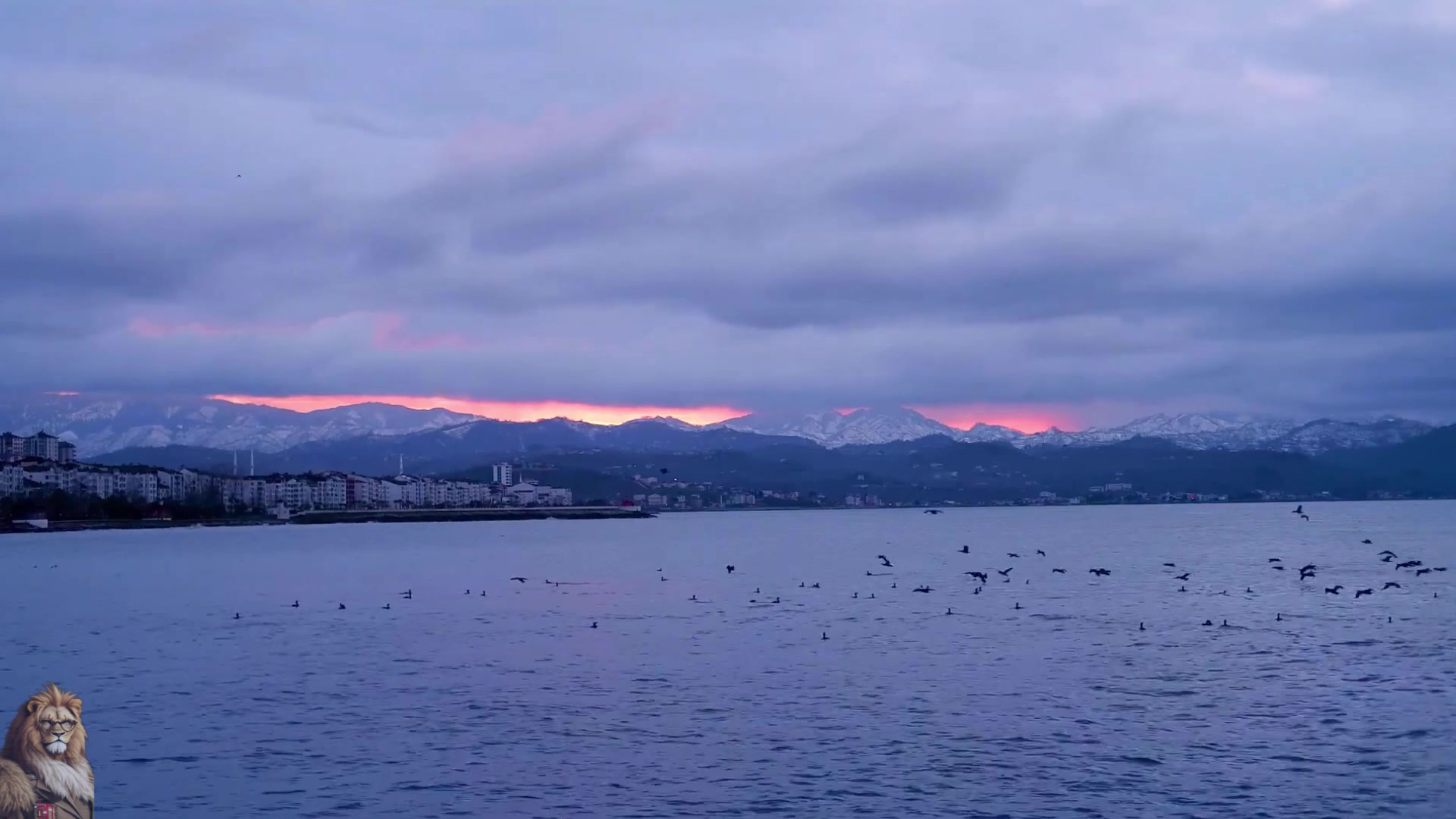 Bird Flying Sunset ☀️ - COS.TV