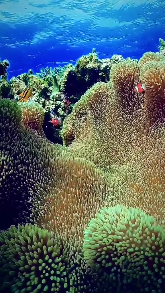 The Reef Extravaganza - COS.TV