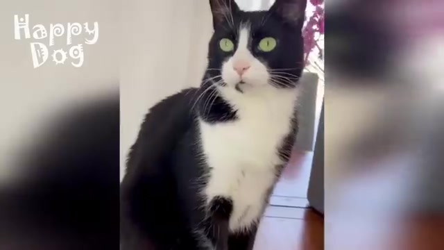 😺🐶 Funny animals - Funny cats _ dogs - Funny animal videos #104 - COS.TV