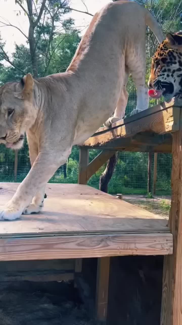 Jaguar and Lion Best Friends - COS.TV