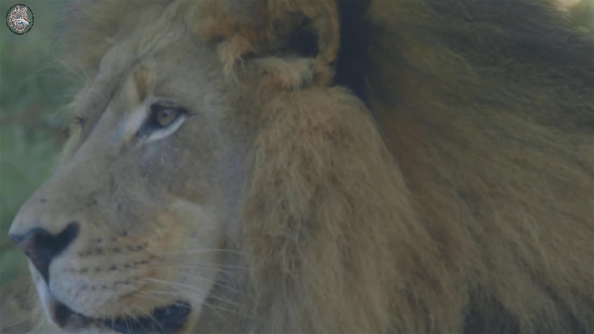 Lion Cubs Meet Dad for the First Time - COS.TV