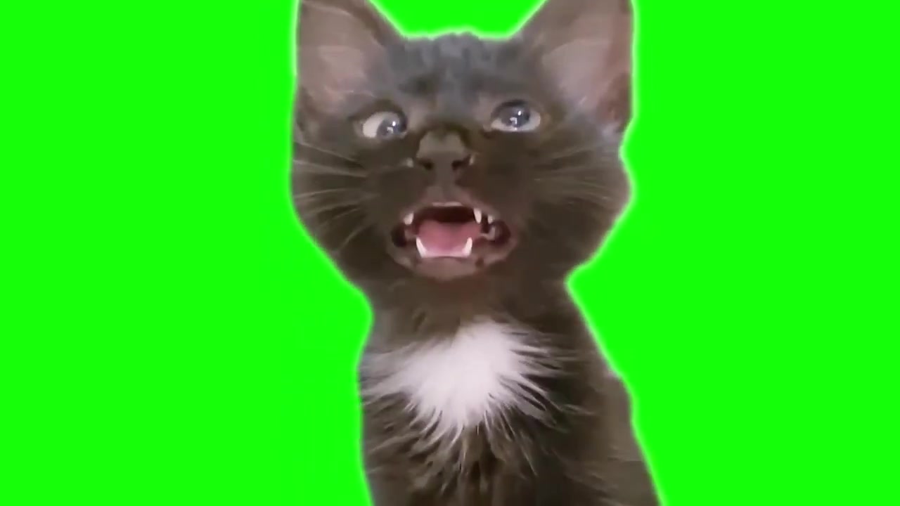 Confused cross eyed kitten meme green screen - COS.TV
