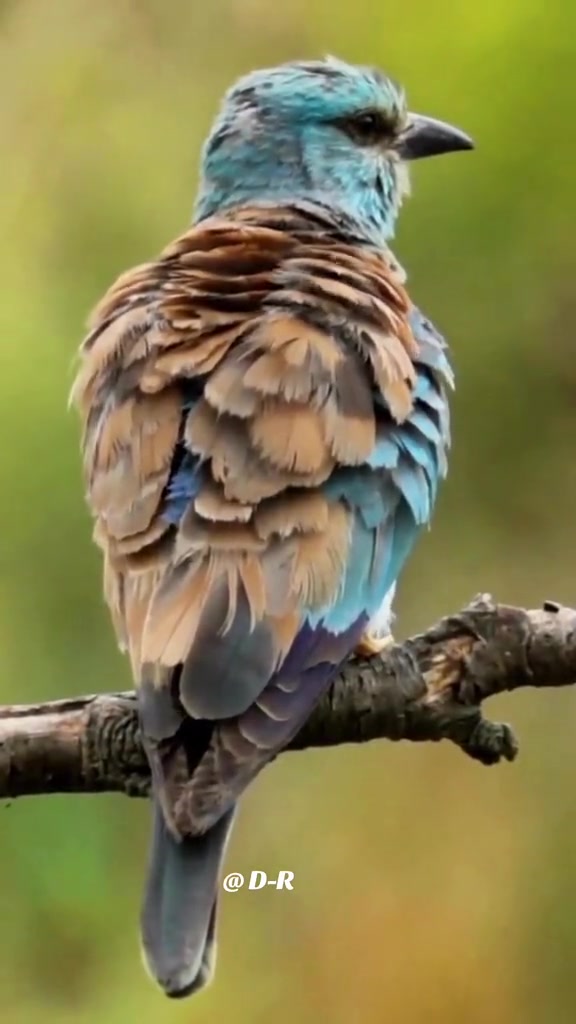 Beautiful birds - COS.TV