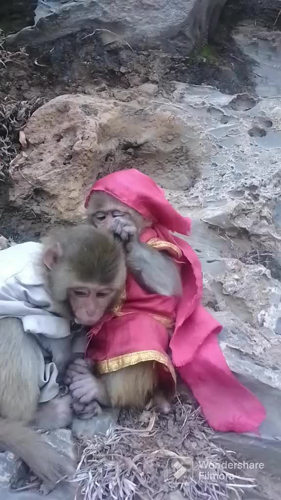 Monkey is good - COS.TV