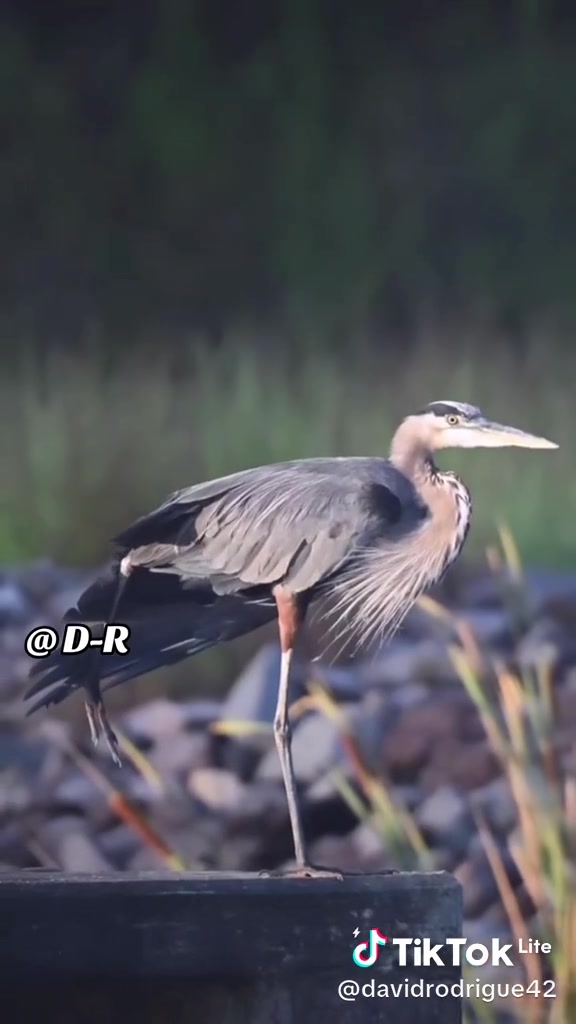 Amazing birds - COS.TV