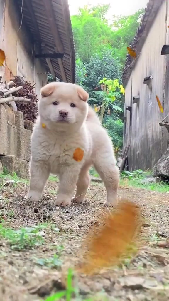 Funny puppy🐕 and dogs - COS.TV