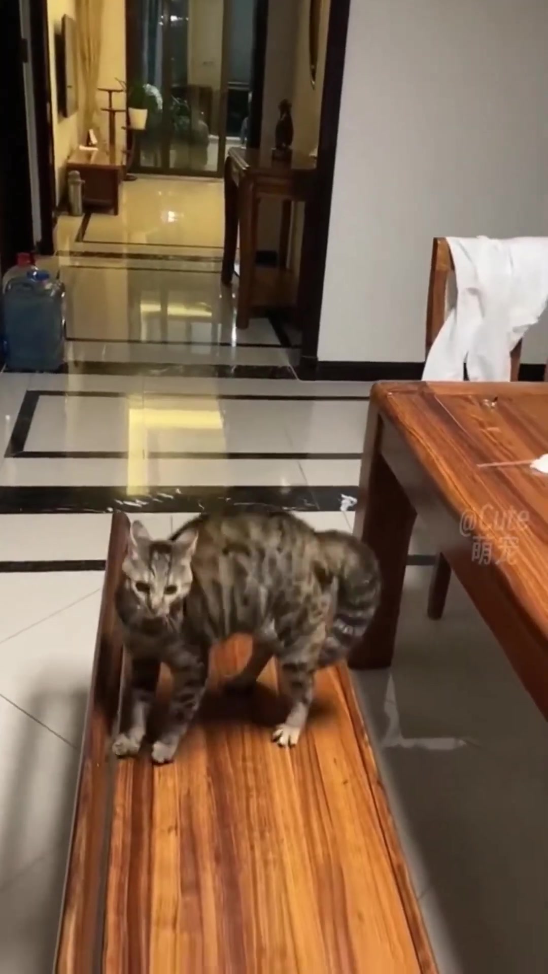 Funny cats videos - COS.TV