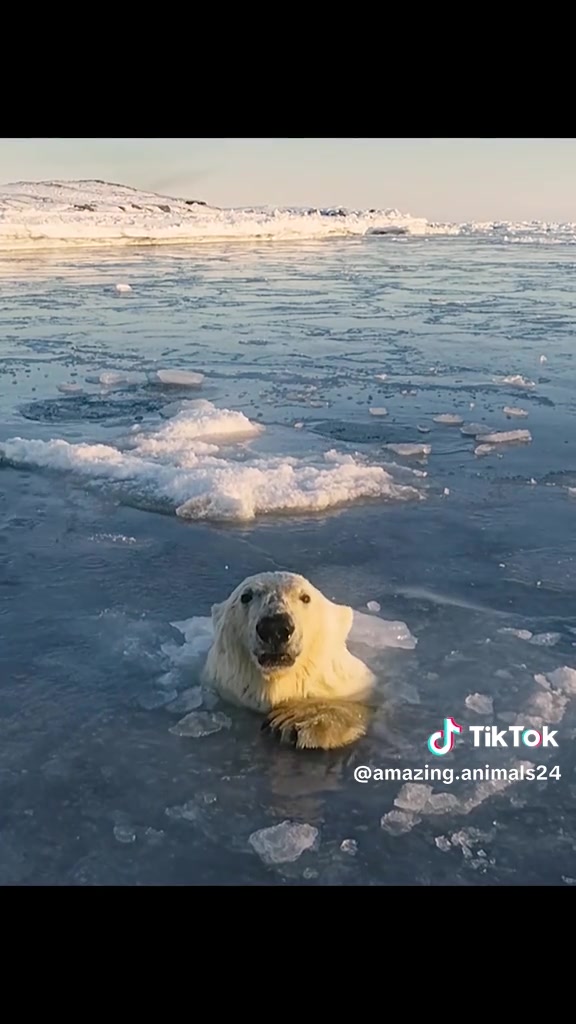A white bear 🤣🤣🤣 nature s beauty - COS.TV