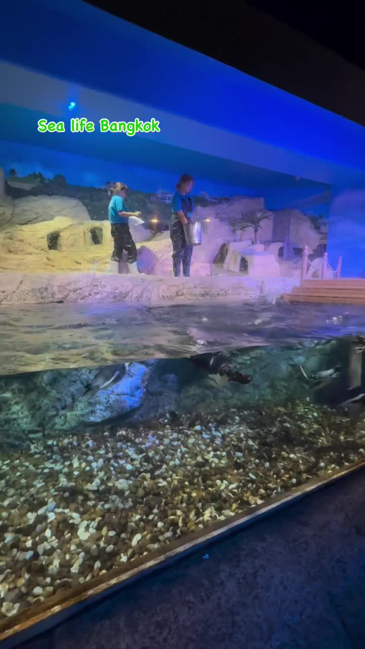 “Sea life “ - COS.TV