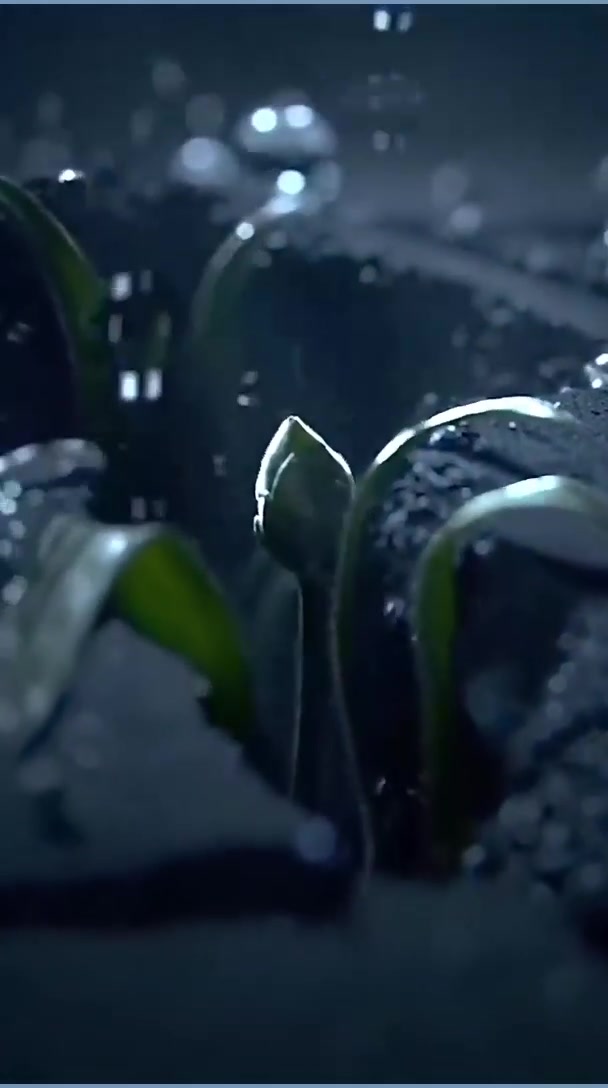 new flower going - COS.TV