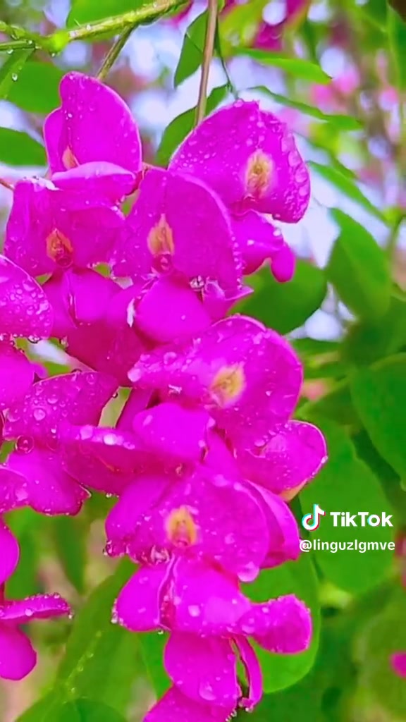 Beautiful flowers 🌹🌹🌹🌹 - COS.TV