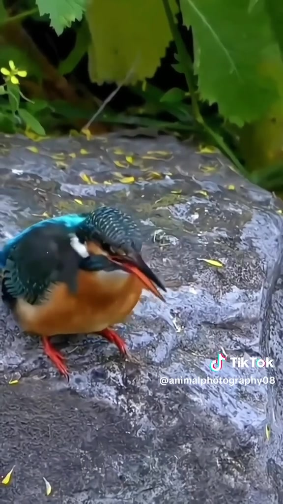 Amazing birds - COS.TV