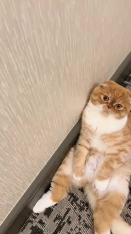 Lazy cat sits in the most hilarious position - COS.TV