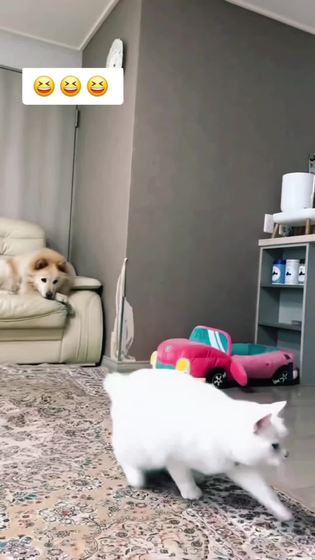 Funny cats and dogs - COS.TV