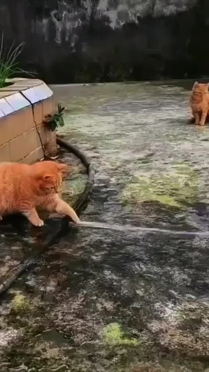 Funny cats and dogs - COS.TV