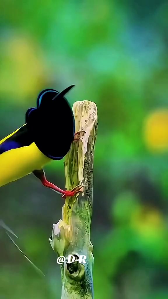 Beautiful birds - COS.TV