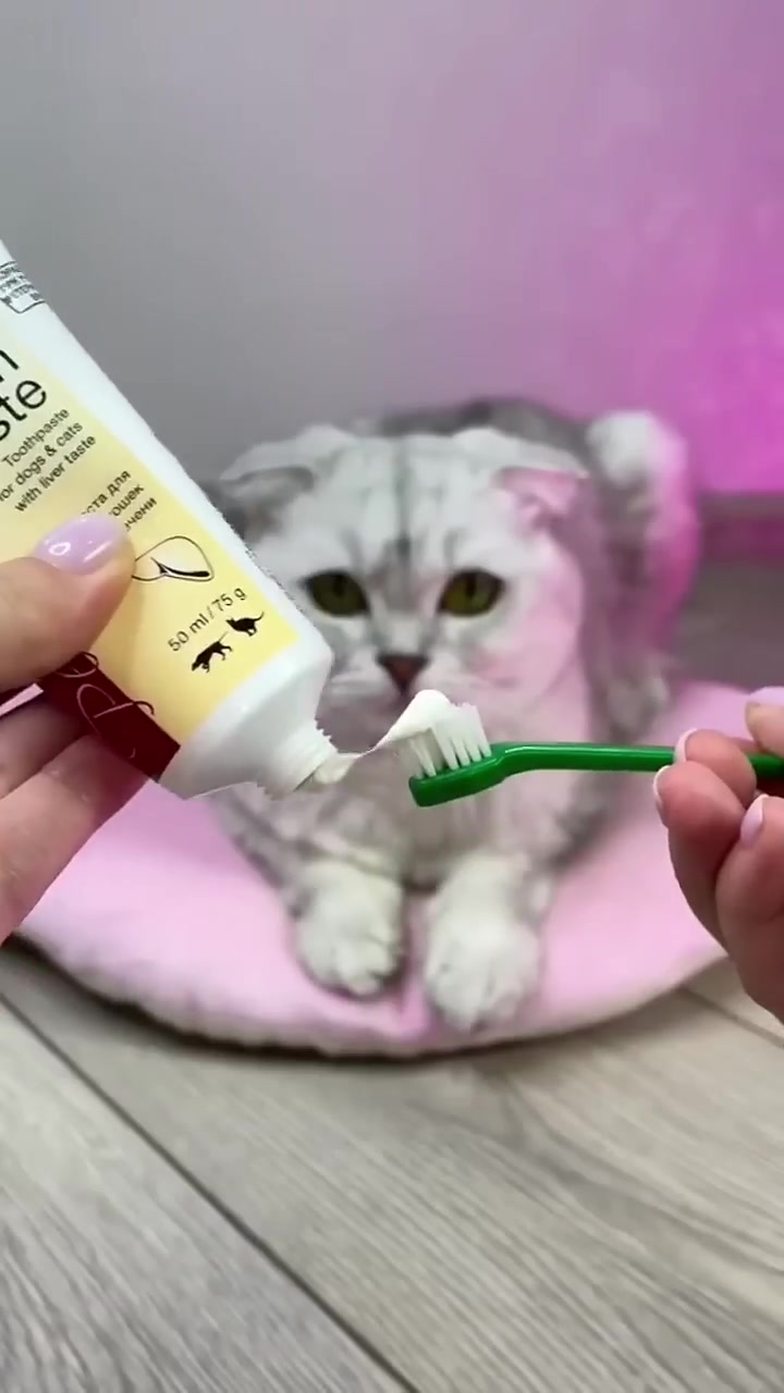 Cat Grooming - COS.TV