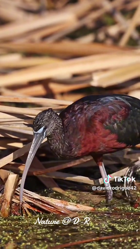 Cuteeeeeeeeeeeeeeeeeeee birds - COS.TV