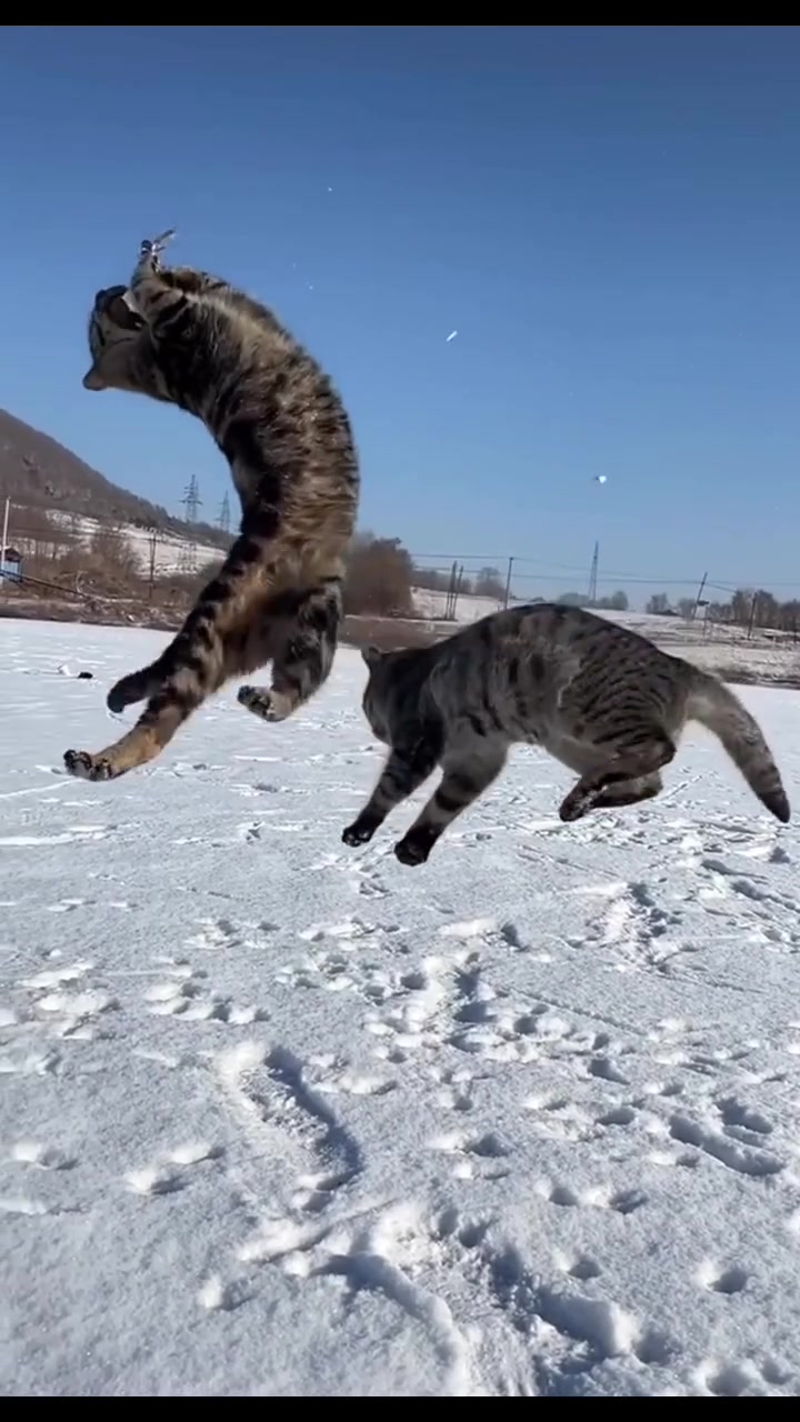 Funny cats and - COS.TV