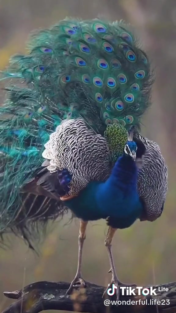 Beautiful peacocks - COS.TV