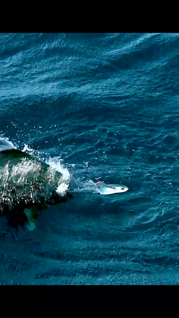 Flying fish 🐟🐟🐟🐟🐟🐟 - COS.TV