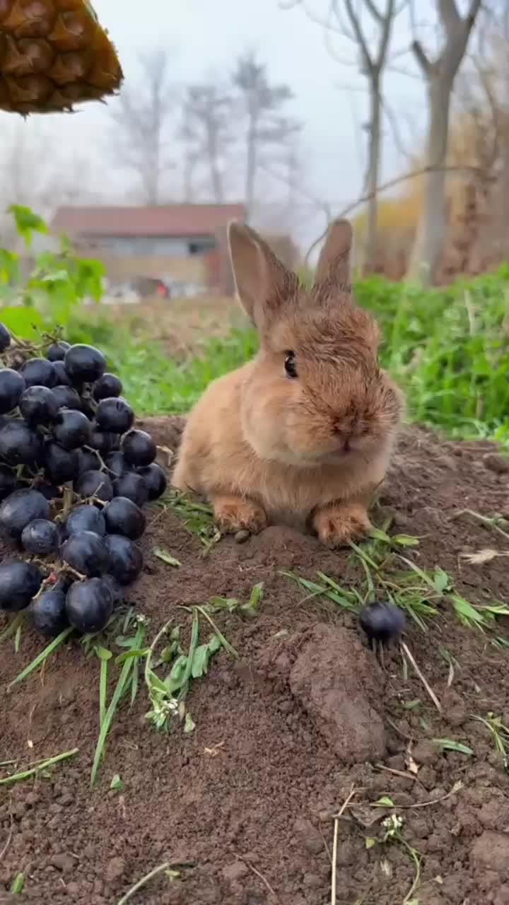 Cute Rabbit - COS.TV