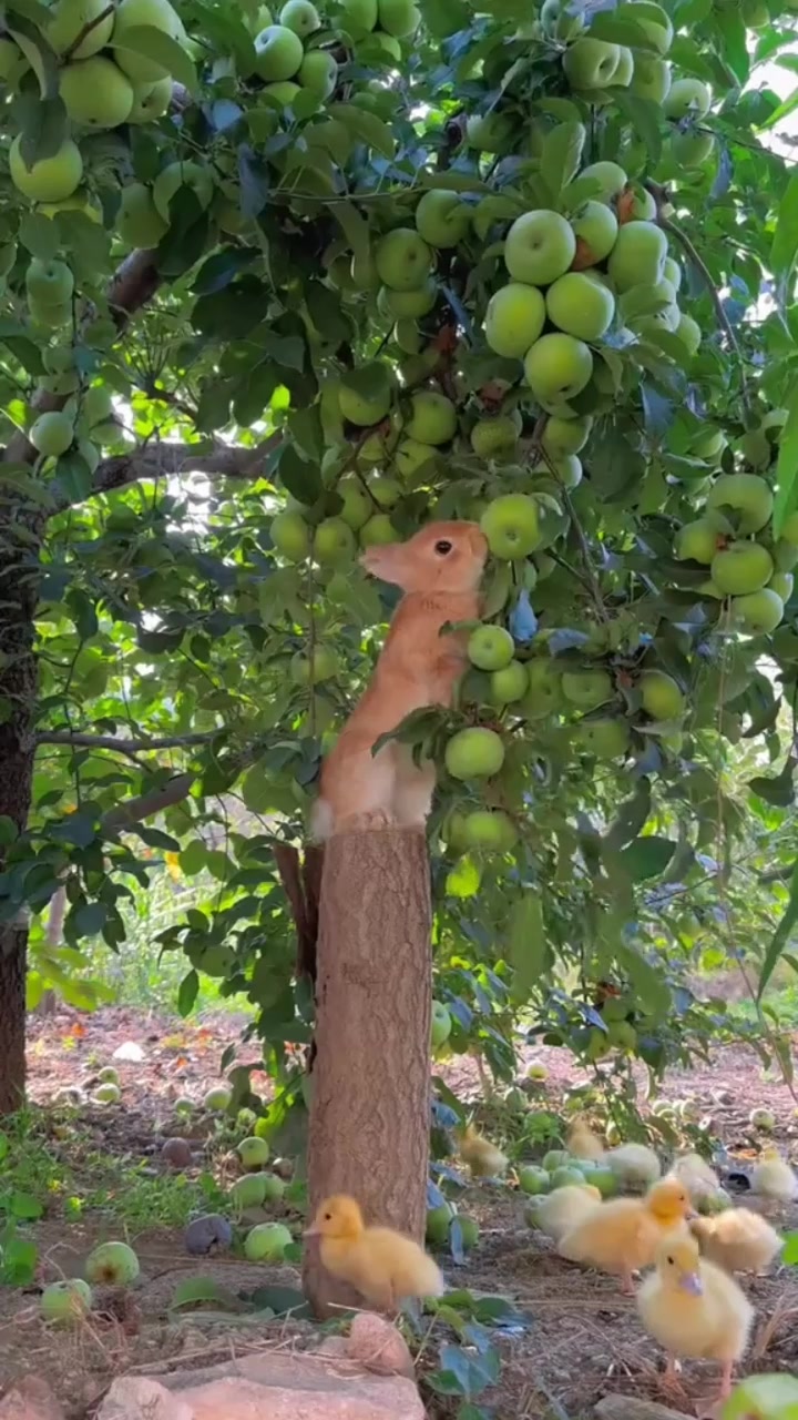 Cute Rabbit - COS.TV