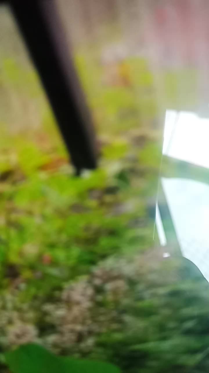 Media 1721268332552707 Mp4 Cos Tv