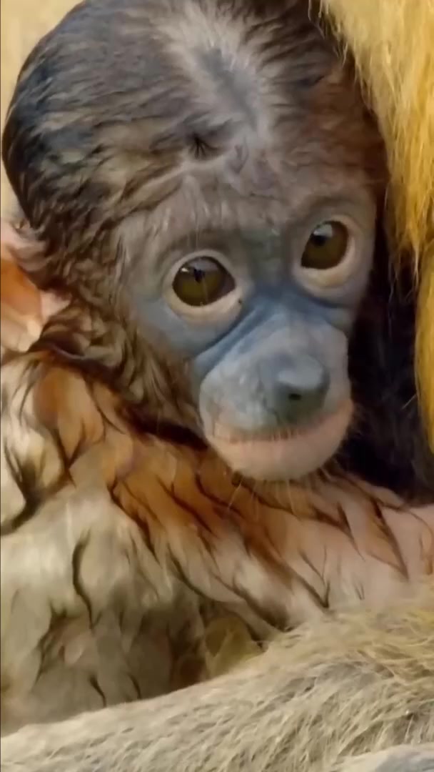 Mother monkey holds baby and jumps across water with crocodile 👀 - COS.TV