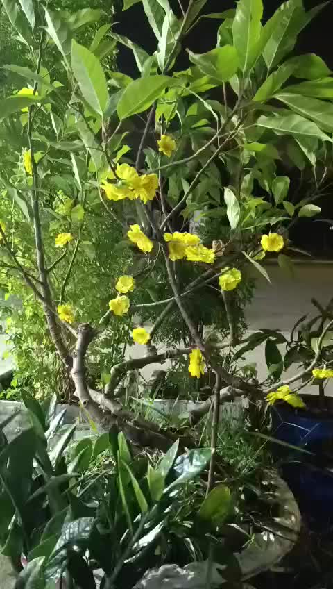 media_1716427340515257.mp4 - COS.TV