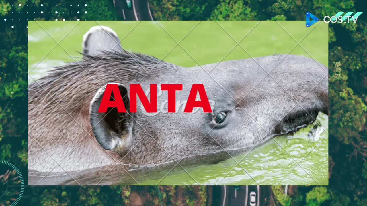 ANTA NO ZOOLÓGICO.mp4 - COS.TV