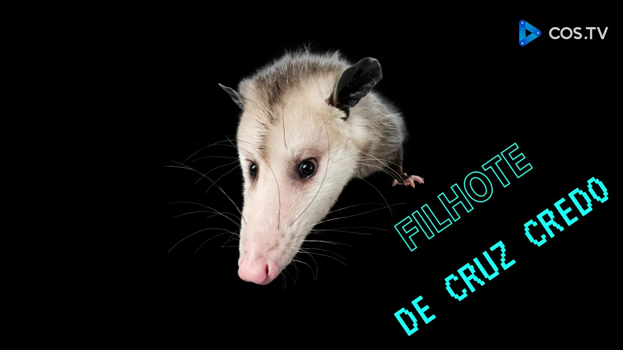 Filhote de cruz credo - COS.TV