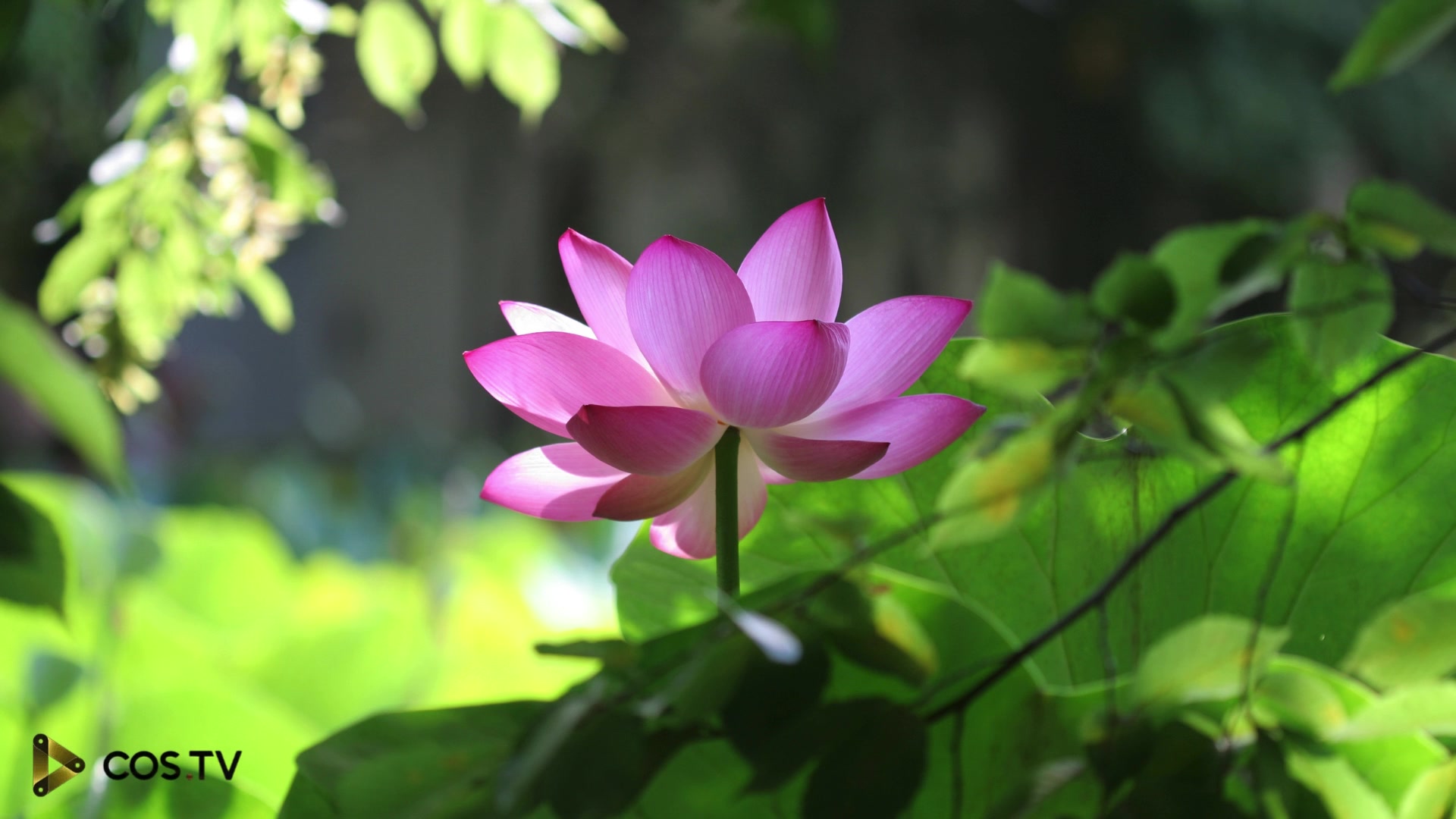 165.mp4 - COS.TV