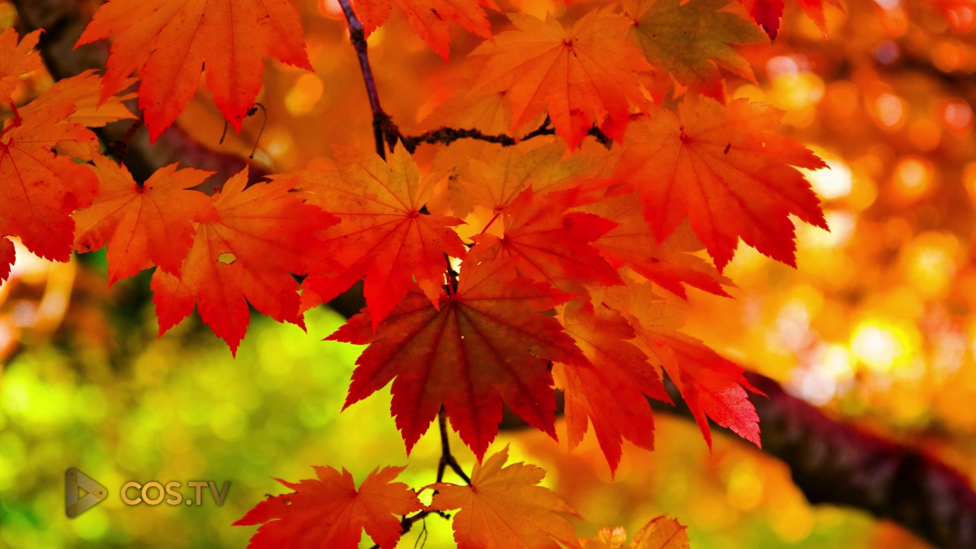 87.mp4 - COS.TV