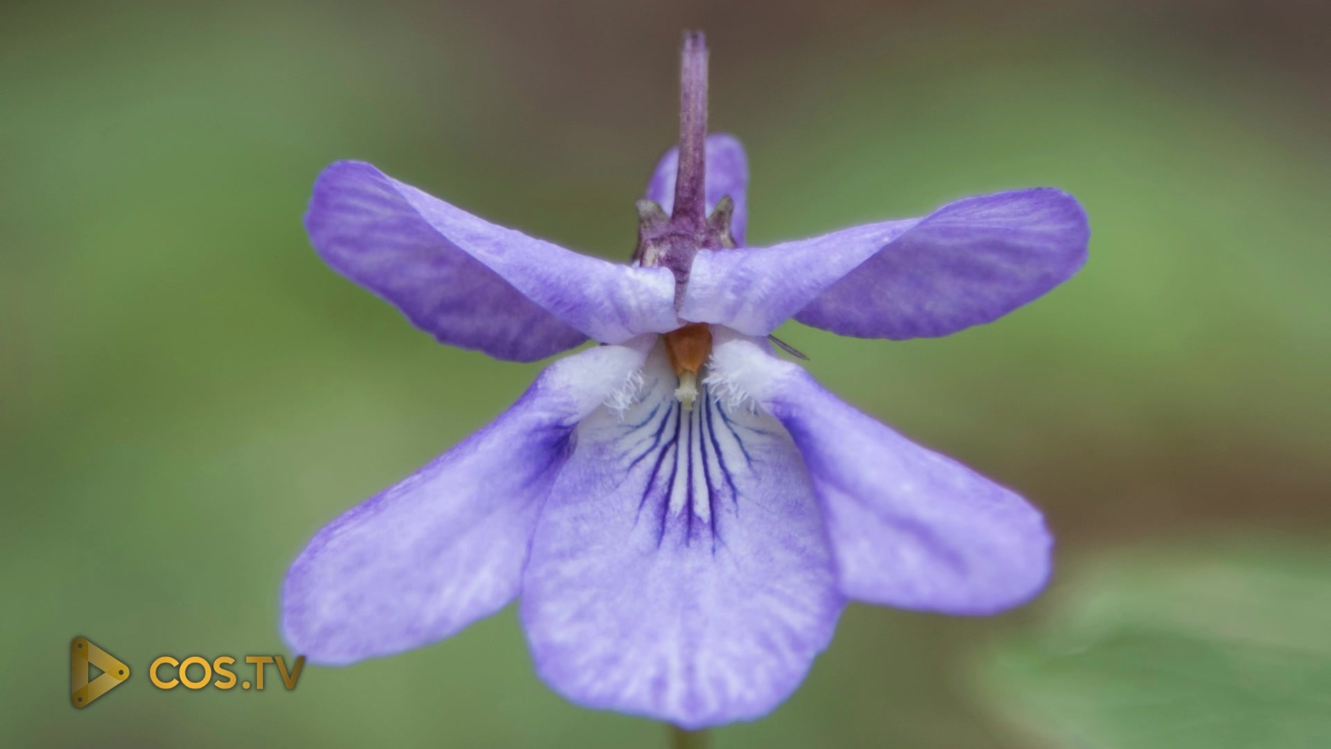 147.mp4 - COS.TV