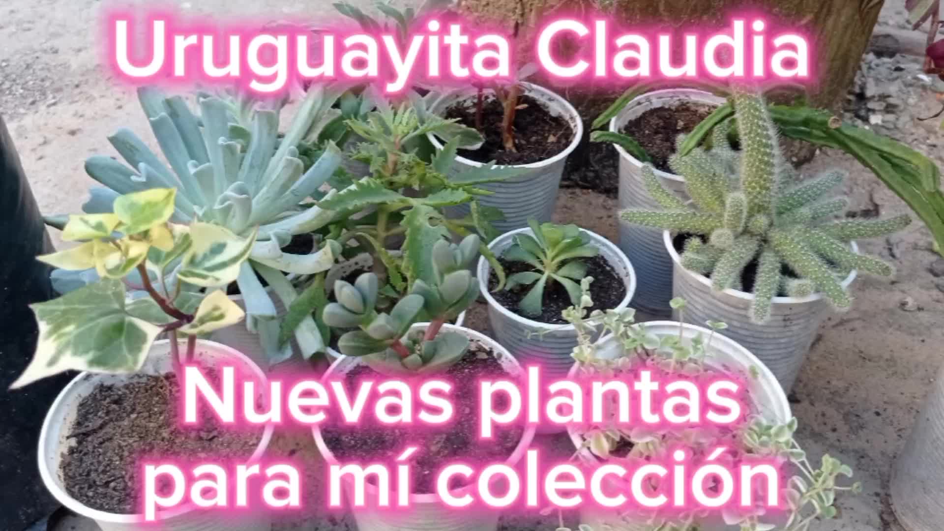 Nueva adquisición para mí colección de plantas #BallenitaFeliz # ...