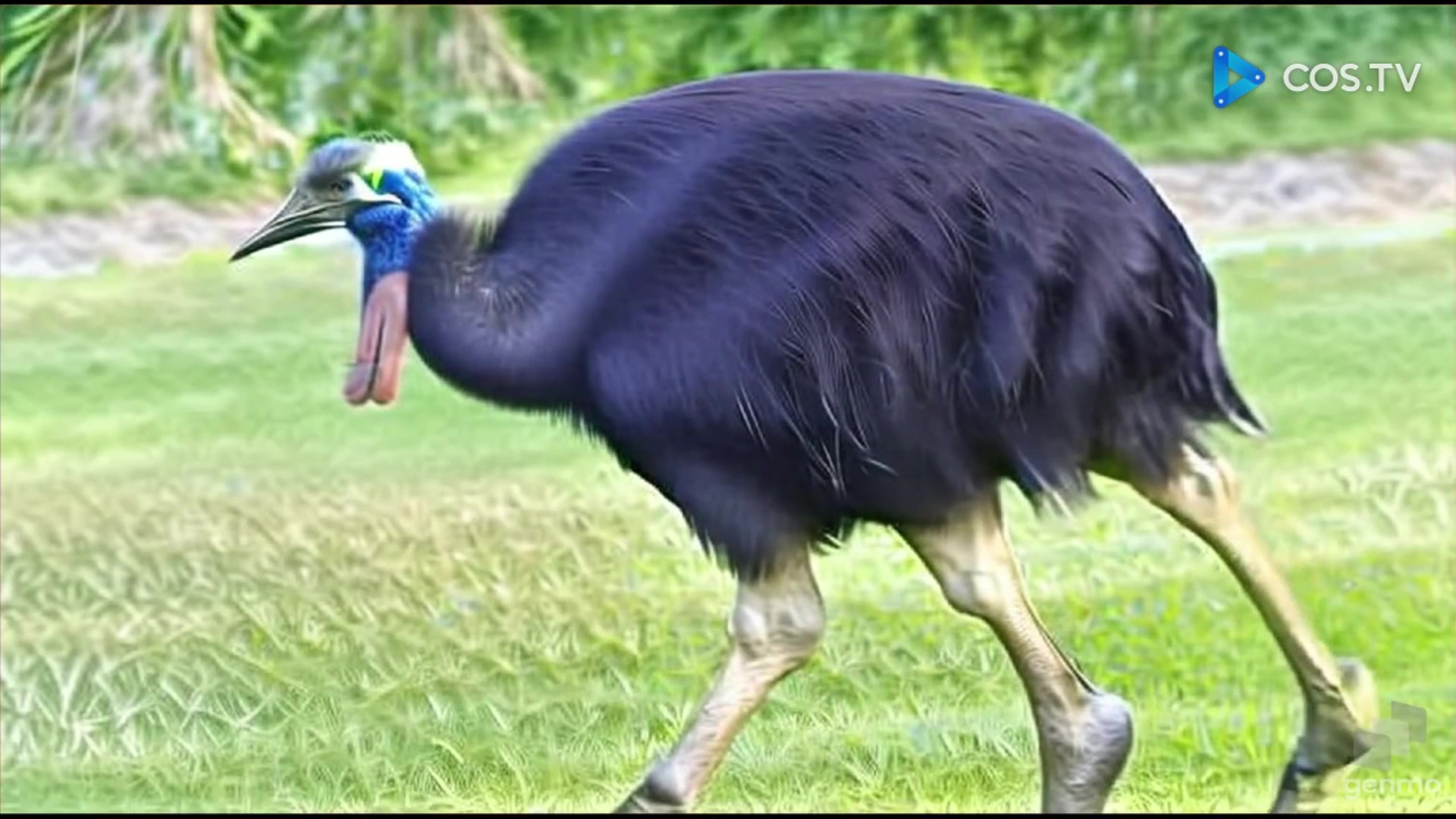 Conheça o Casuar a ave mais perigosa do mundo #IA #COSDezembro - COS.TV