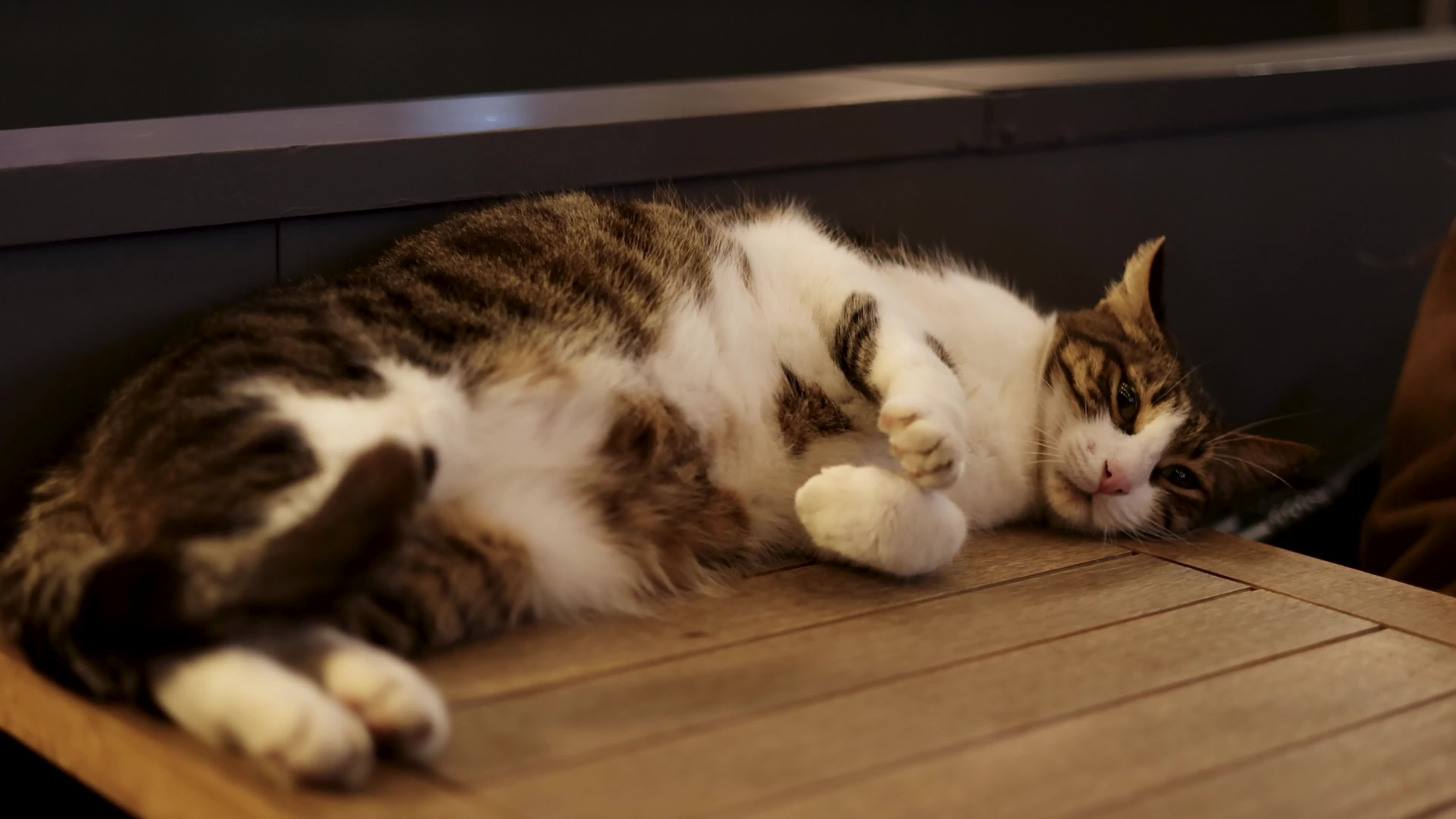 Super Funny Videos - February 2024 (88) - COS.TV