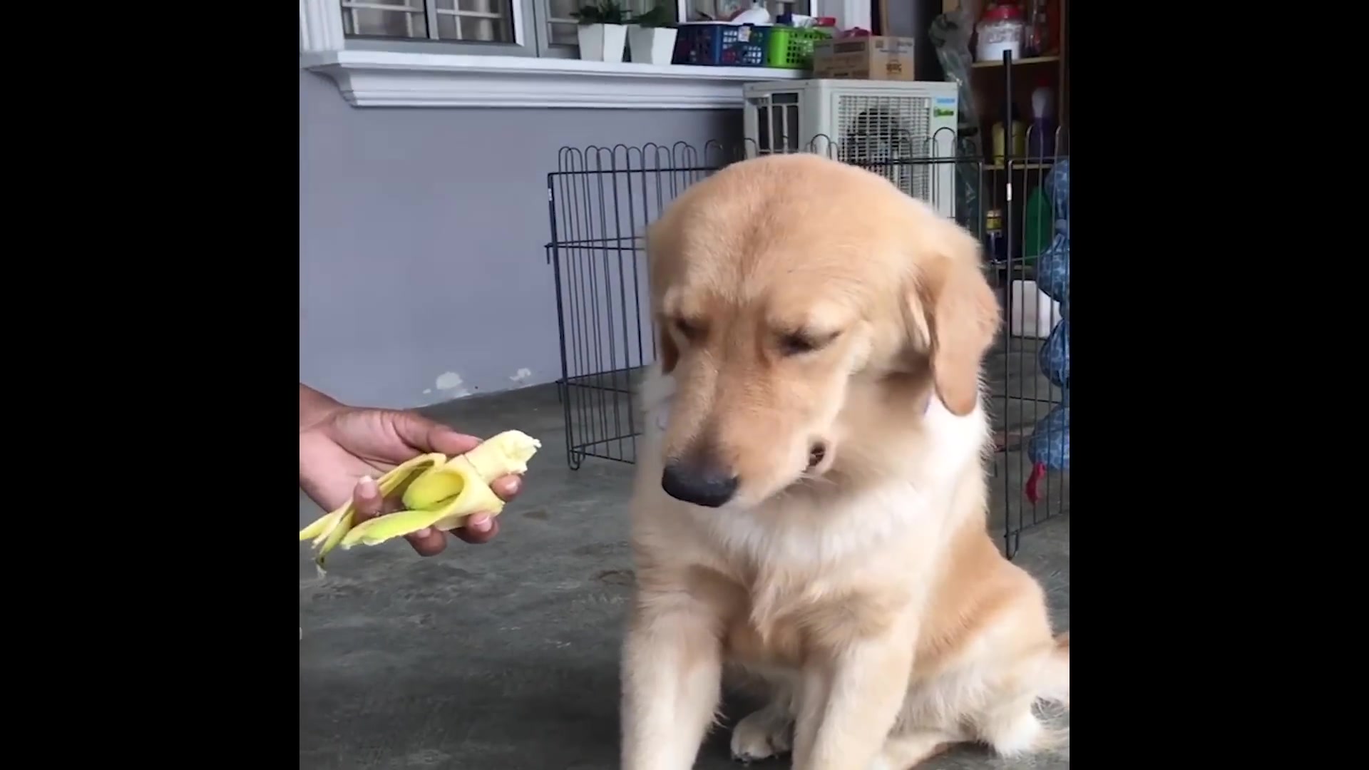 Funniest Animals 2024 😂 Best Funny Cats and Dogs 😻🐶 Part 36 ¦ Cute Baby Dogs - COS.TV