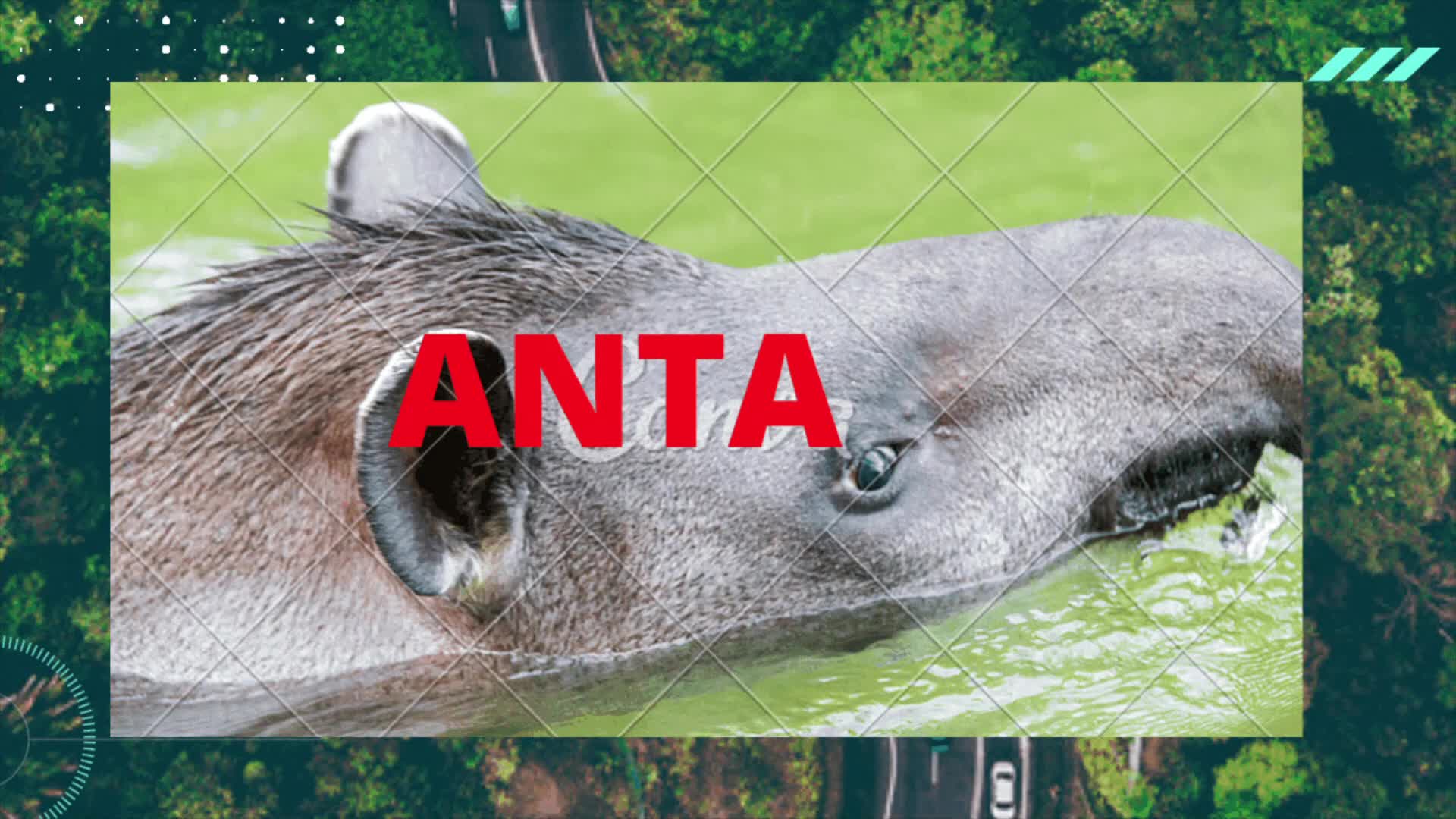 ANTA NO ZOOLÓGICO BRAZIL.mp4 - COS.TV